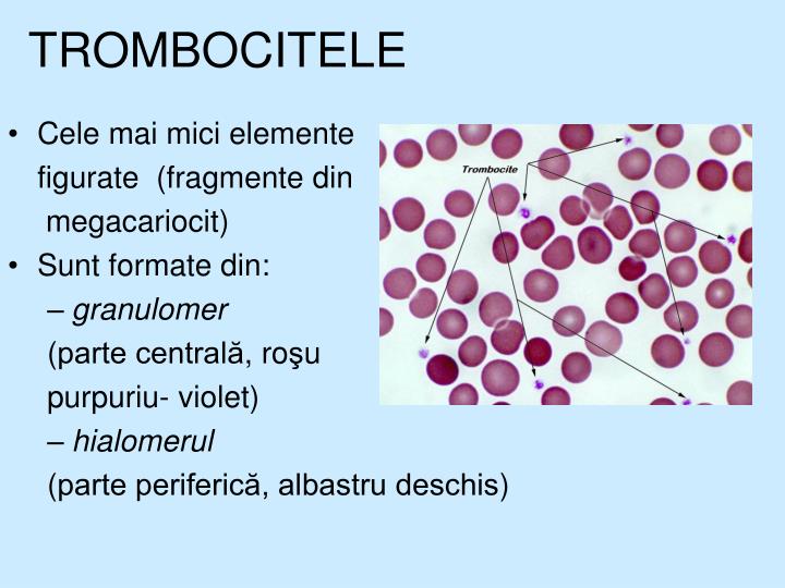 PPT - SÂNGELE PERIFERIC PowerPoint Presentation - ID:6136904