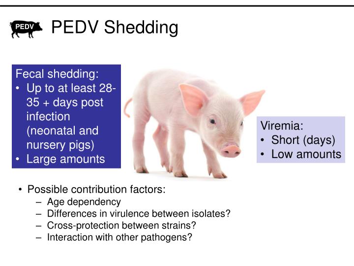 PPT - Porcine Epidemic Diarrhea Virus (PEDV) background and current ...