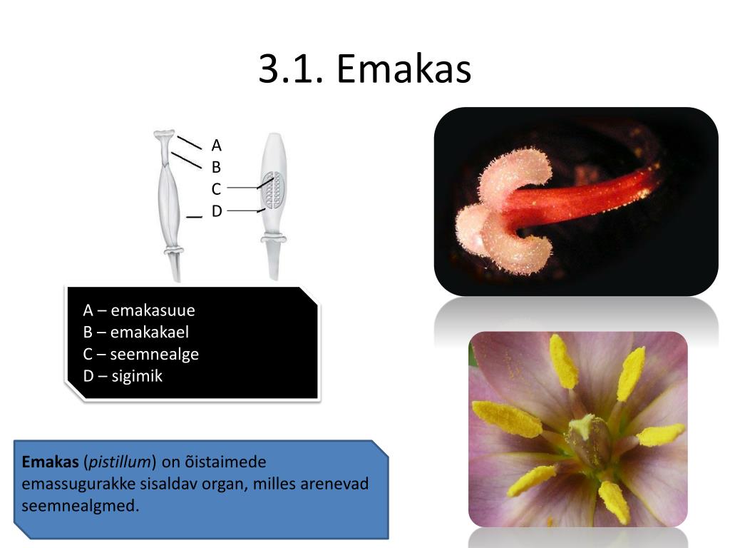 PPT - Sissejuhatus botaanikasse. Õistaimede organid. PowerPoint ...