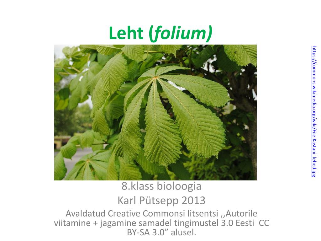 PPT - Sissejuhatus botaanikasse. Õistaimede organid. PowerPoint ...