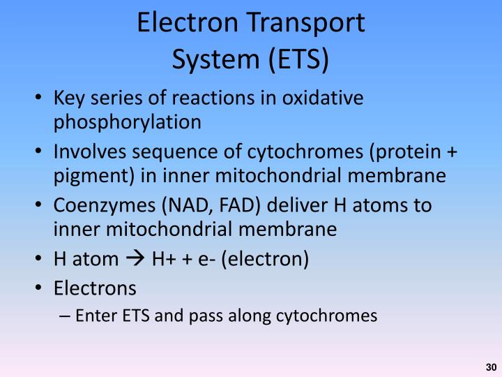 PPT - Chapter 25: Metabolism PowerPoint Presentation - ID:6143216