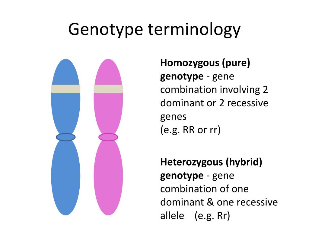 Ppt Genetic Terminology Powerpoint Presentation Free Download Id