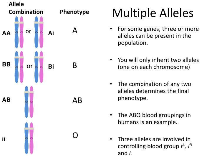 PPT - Genetic Terminology PowerPoint Presentation - ID:6143609
