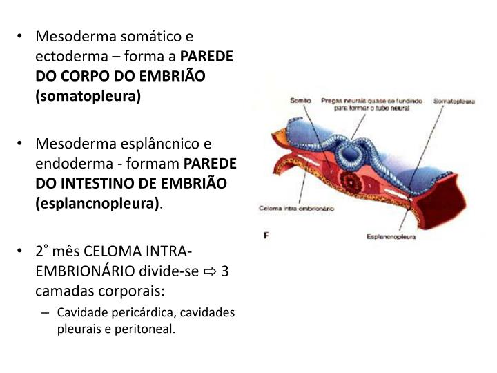PPT - GASTRULAÇÃO : conversão disco embrionário bilaminar em disco ...