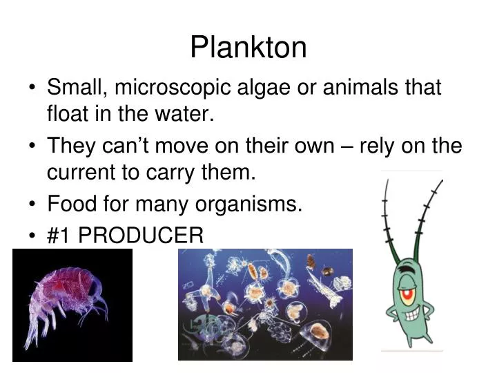 PPT - Plankton PowerPoint Presentation, free download - ID:6145092
