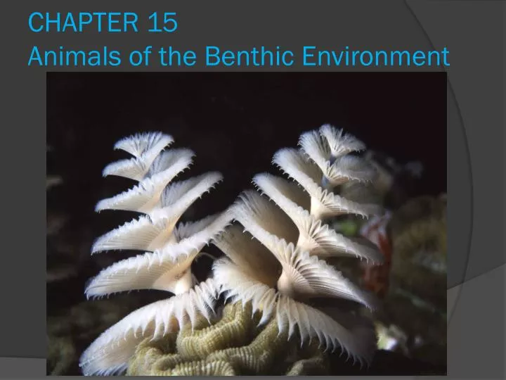 PPT - CHAPTER 15 Animals of the Benthic Environment PowerPoint ...