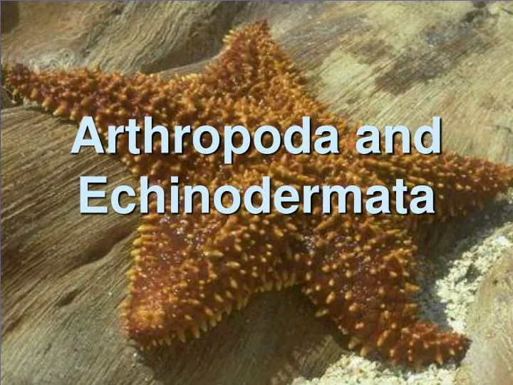 PPT - Arthropoda and Echinodermata PowerPoint Presentation, free ...