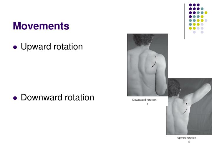 PPT - The Shoulder Girdle PowerPoint Presentation - ID:6145916