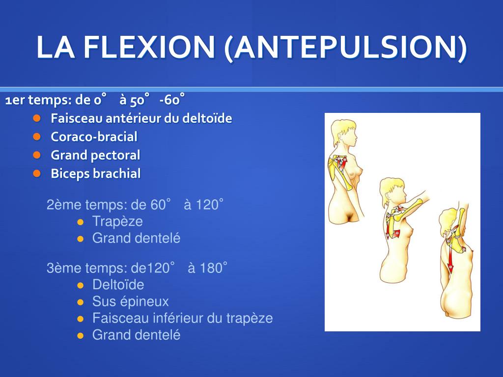 PPT - MOUVEMENTS DE LA CEINTURE SCAPULAIRE PowerPoint Presentation ...
