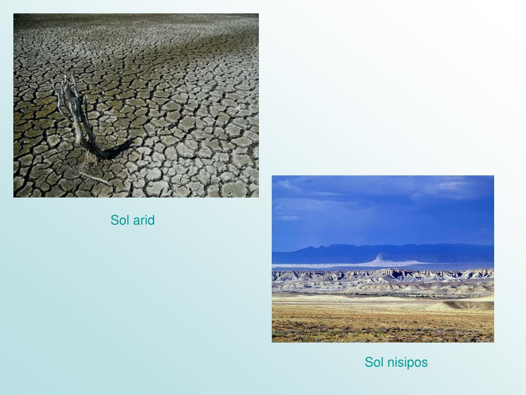 PPT - America de Sud vegeta ţ ie, faun ă ş i soluri PowerPoint ...