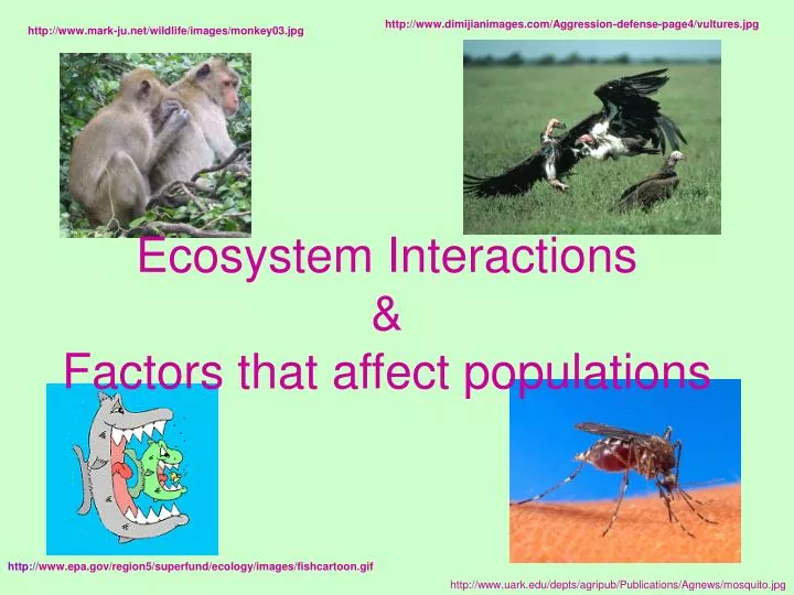 PPT - Ecosystem Interactions & Factors that affect populations ...