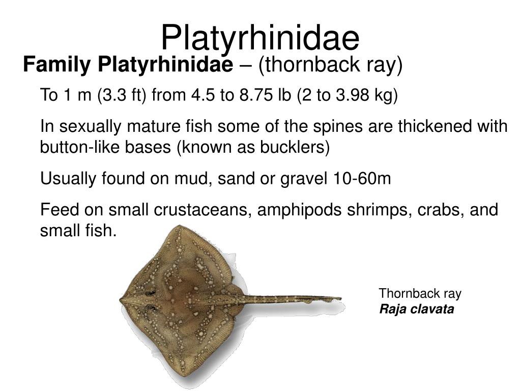 PPT - Natural History of Sharks, Skates, and Rays Phylogeny of Batoidea ...