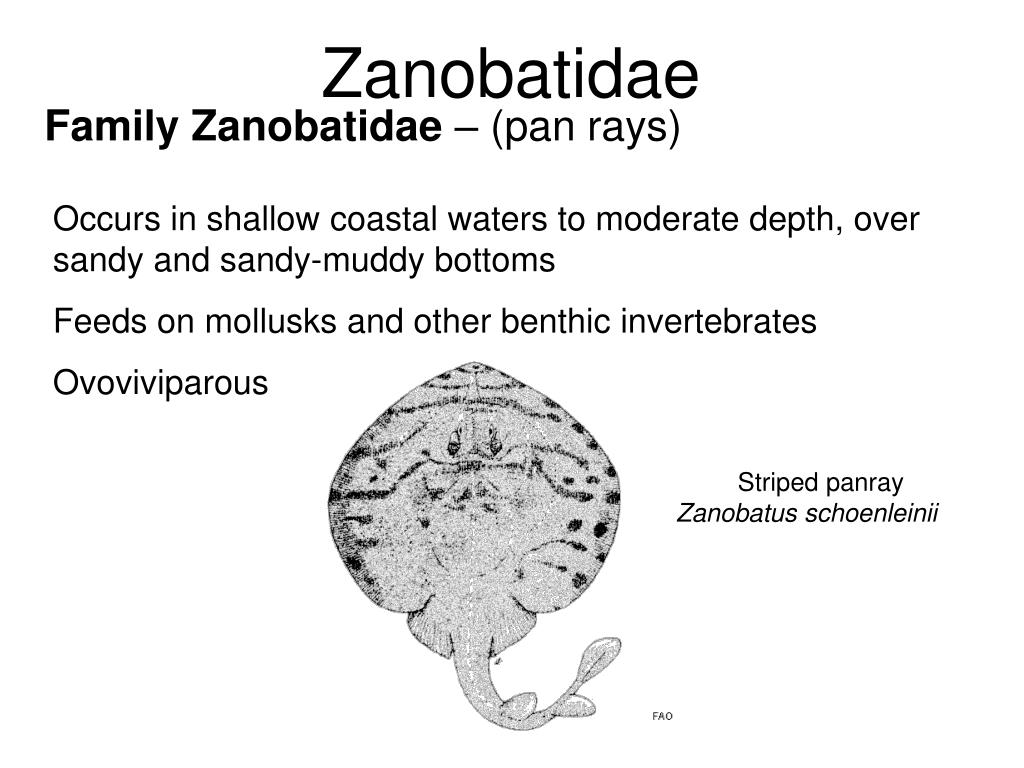 PPT - Natural History of Sharks, Skates, and Rays Phylogeny of Batoidea ...