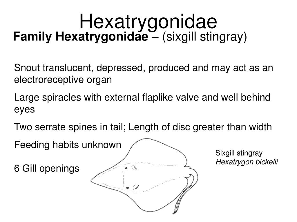 PPT - Natural History of Sharks, Skates, and Rays Phylogeny of Batoidea ...