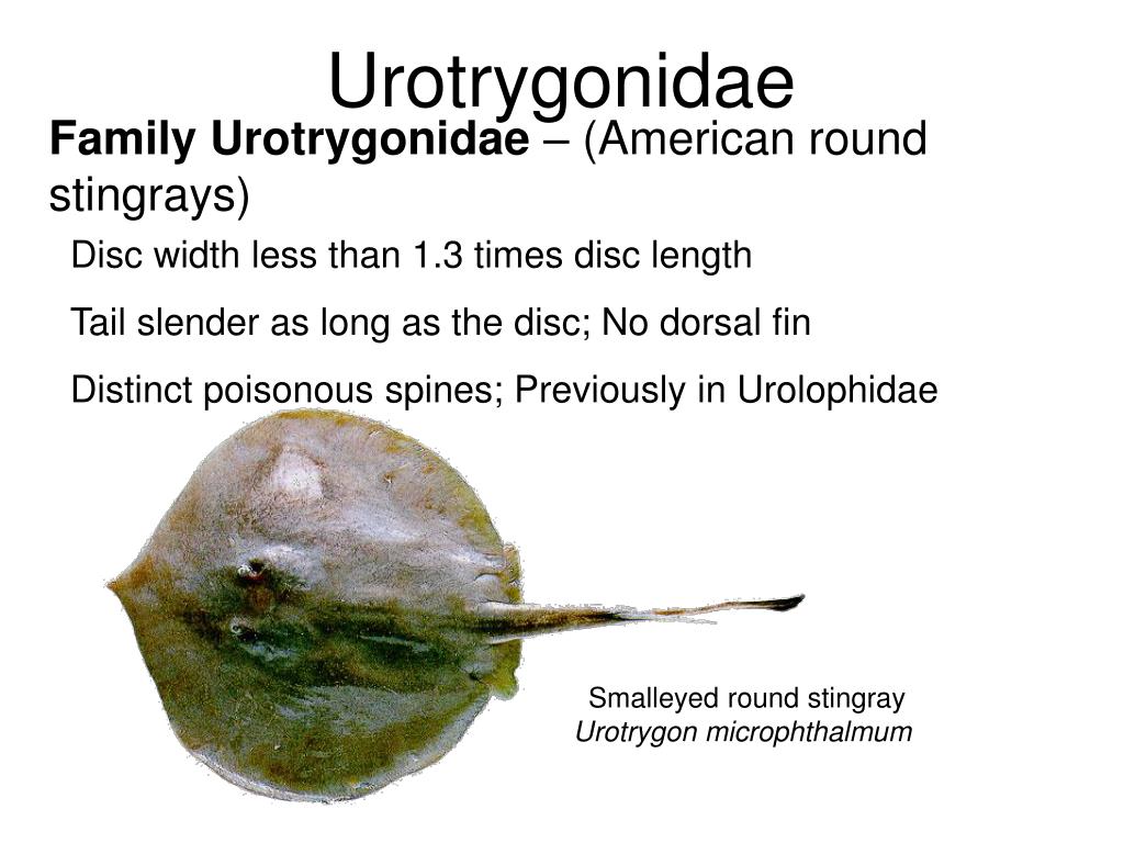 PPT - Natural History of Sharks, Skates, and Rays Phylogeny of Batoidea ...
