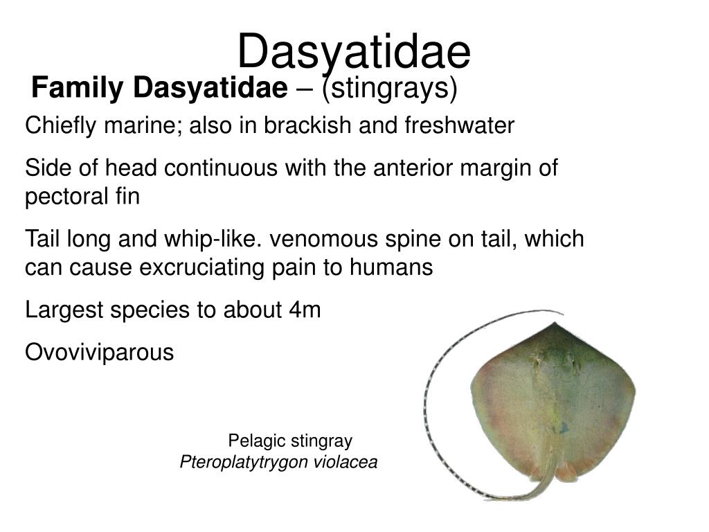 PPT - Natural History of Sharks, Skates, and Rays Phylogeny of Batoidea ...