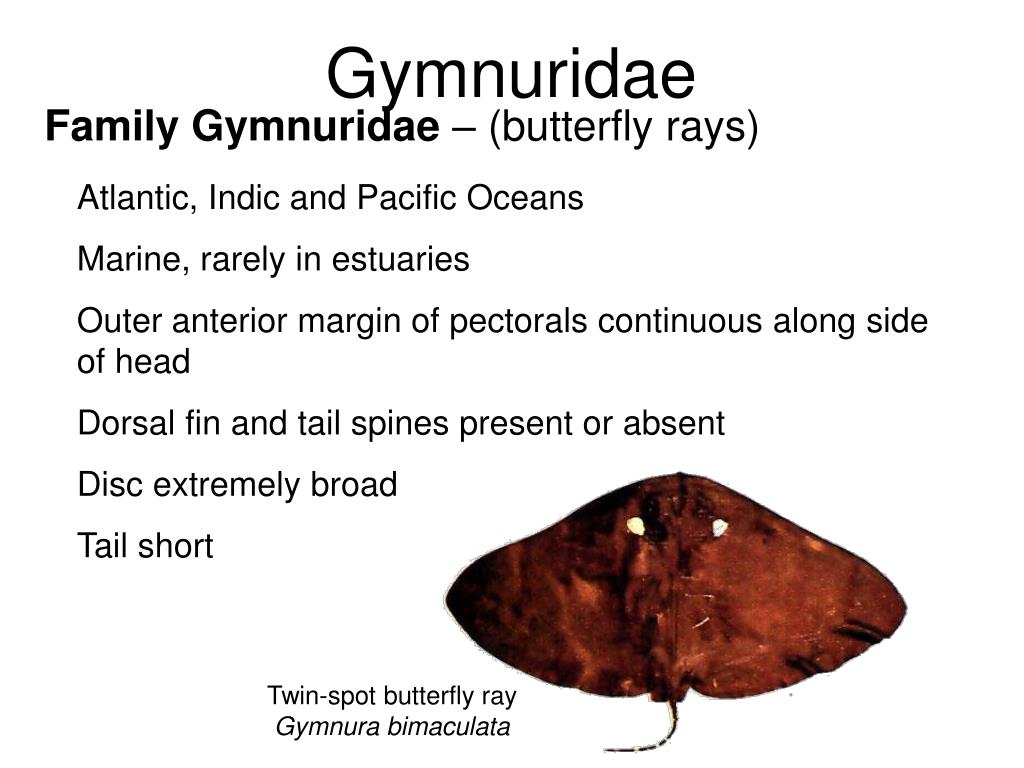 PPT - Natural History of Sharks, Skates, and Rays Phylogeny of Batoidea ...