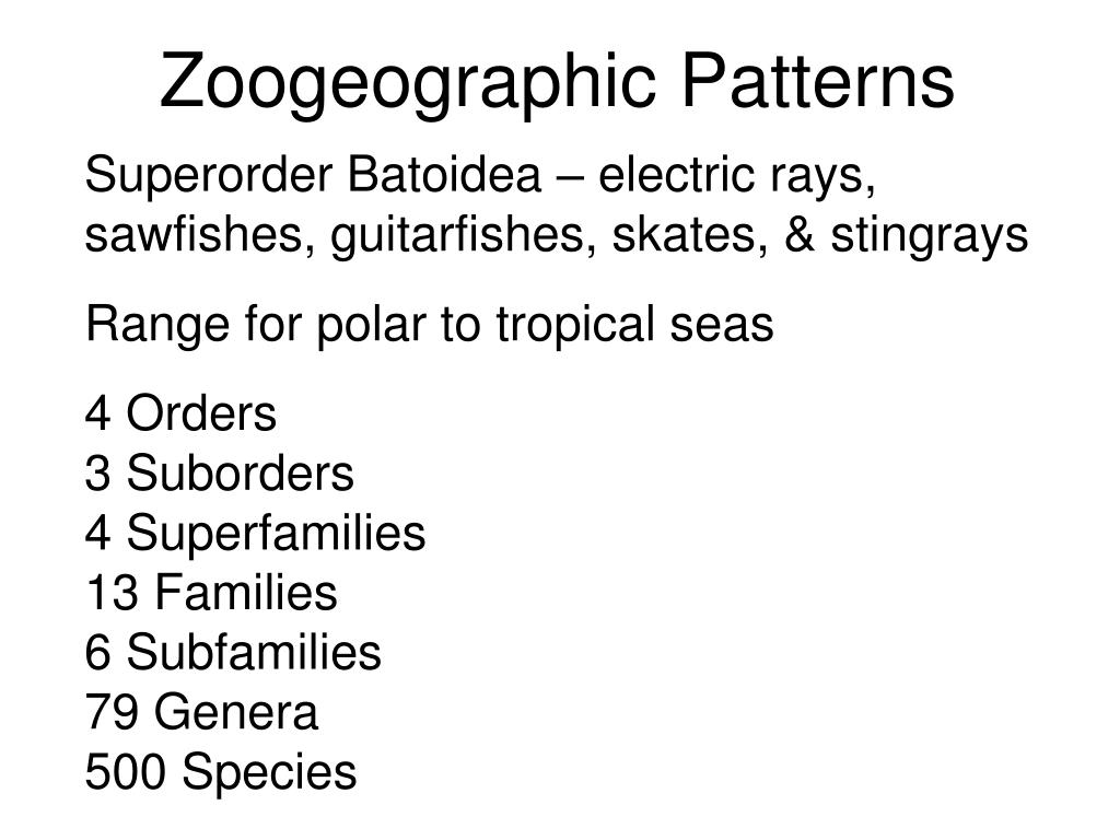 PPT - Natural History of Sharks, Skates, and Rays Phylogeny of Batoidea ...