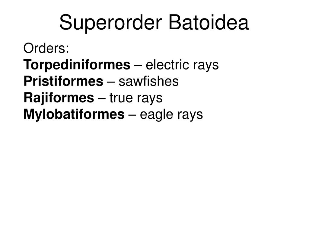 PPT - Natural History of Sharks, Skates, and Rays Phylogeny of Batoidea ...