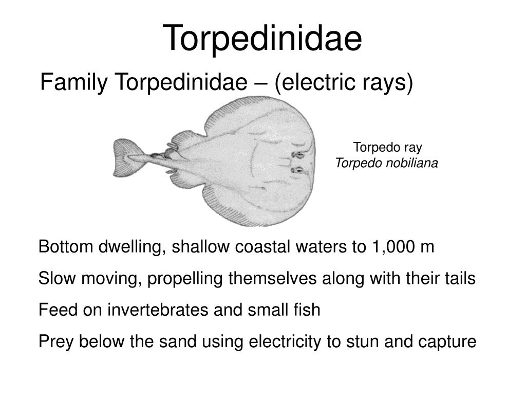 PPT - Natural History of Sharks, Skates, and Rays Phylogeny of Batoidea ...