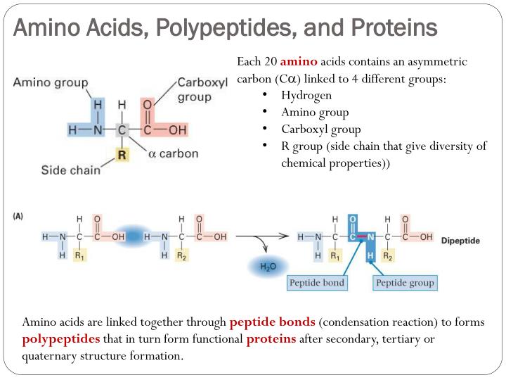 PPT - Molecular Biology of Gene Expression PowerPoint Presentation - ID ...