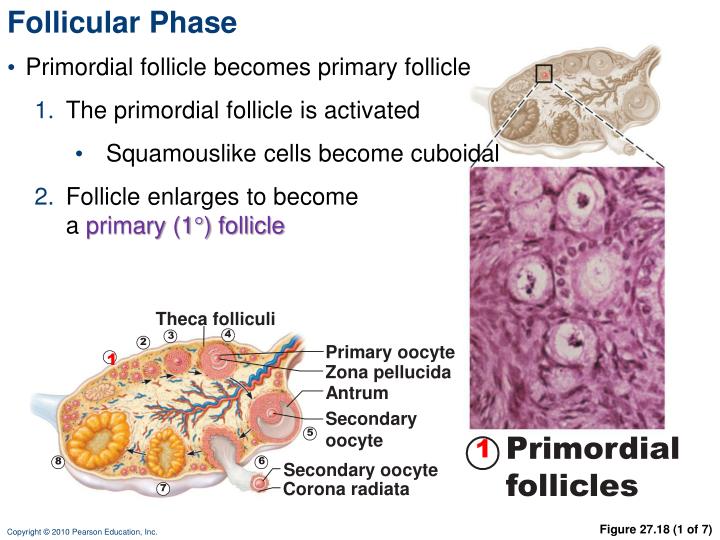 PPT - Female Reproductive System PowerPoint Presentation - ID:6147501