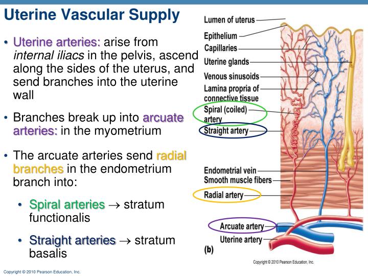 PPT - Female Reproductive System PowerPoint Presentation - ID:6147501