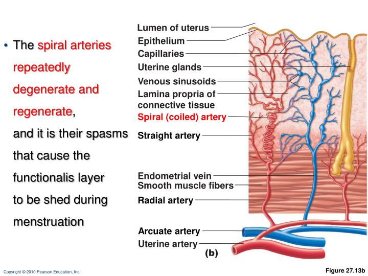 PPT - Female Reproductive System PowerPoint Presentation - ID:6147501