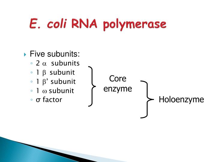 PPT - E. coli RNA Polymerase PowerPoint Presentation - ID:6147560