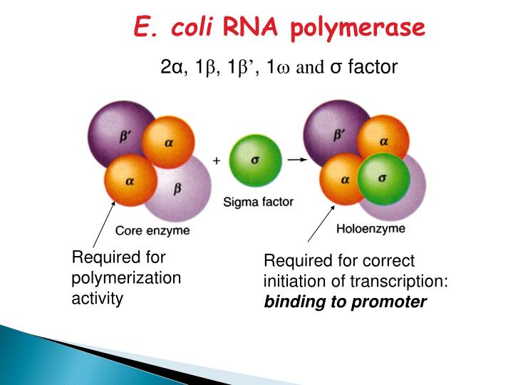 PPT - E. coli RNA Polymerase PowerPoint Presentation - ID:6147560