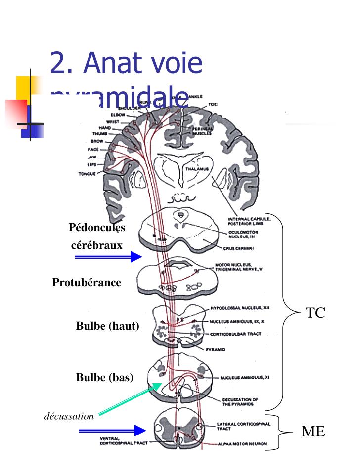 PPT - SYNDROME PYRAMIDAL PowerPoint Presentation - ID:6148264