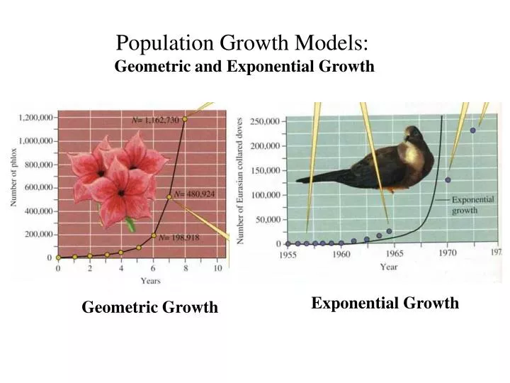 PPT - Population Growth Models: Geometric and Exponential Growth ...
