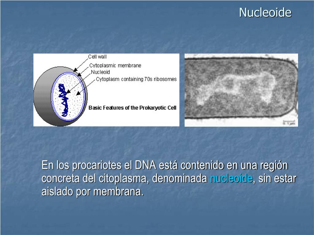 PPT - El núcleo y la cromatina PowerPoint Presentation, free download ...