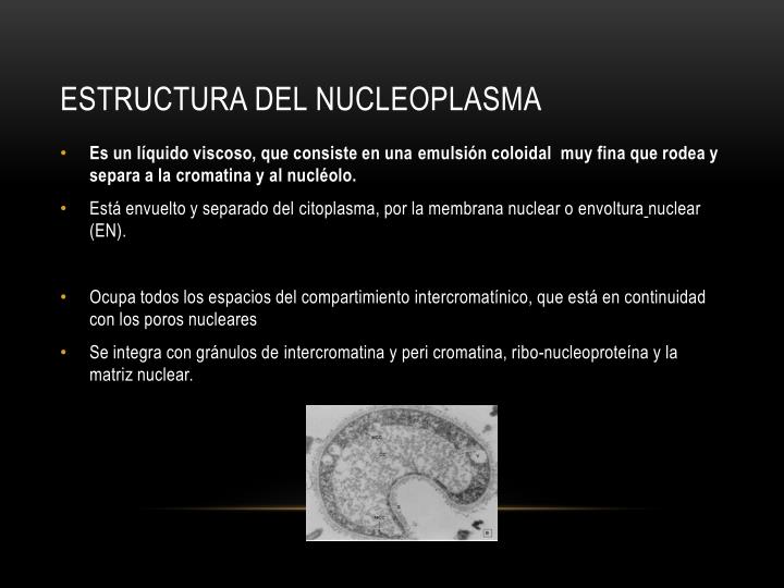 PPT - Características del nucleoplasma PowerPoint Presentation - ID:6150347