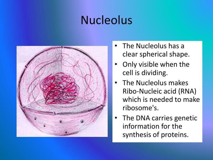 PPT - An Introduction to Eukaryotic and Prokaryotic cells. PowerPoint ...