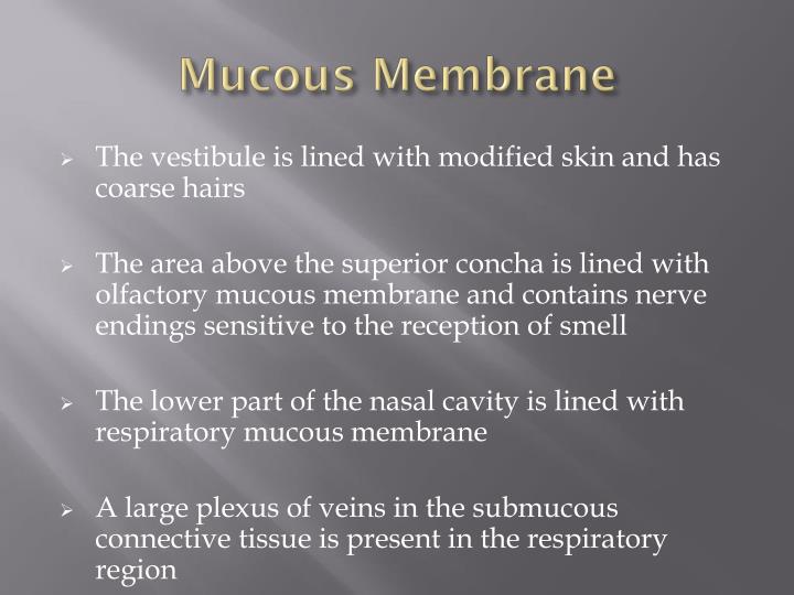 PPT - NASAL CAVITY & PARANASAL SINUSES PowerPoint Presentation - ID:6150524