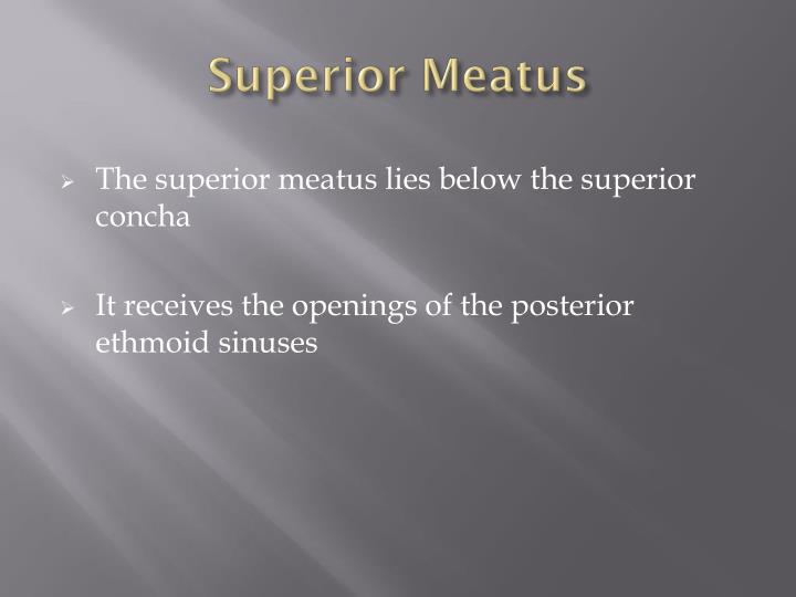 PPT - NASAL CAVITY & PARANASAL SINUSES PowerPoint Presentation - ID:6150524