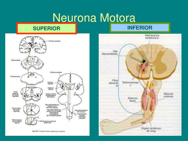 PPT - NEURONA MOTORA PowerPoint Presentation - ID:6150706