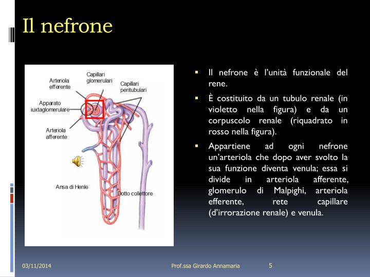 PPT - L’apparato escretore Struttura e funzioni PowerPoint Presentation ...