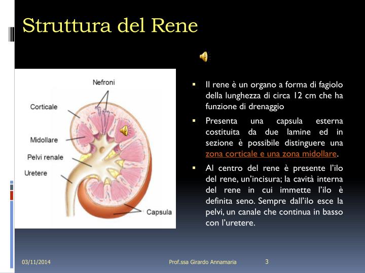 PPT - L’apparato escretore Struttura e funzioni PowerPoint Presentation ...