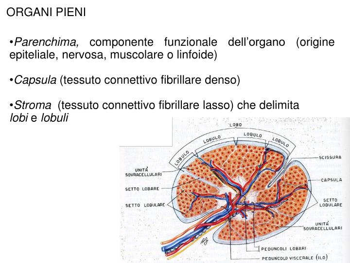 PPT - ANATOMIA UMANA PowerPoint Presentation - ID:6152828