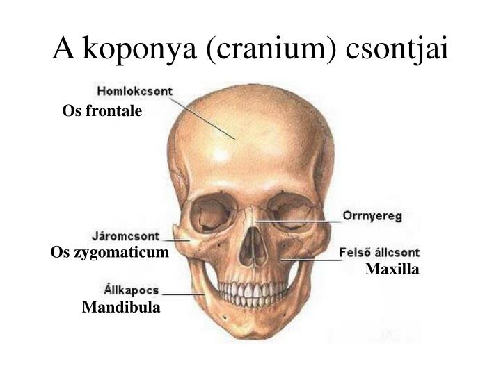 PPT - Csonttan, ízülettan PowerPoint Presentation - ID:6152906