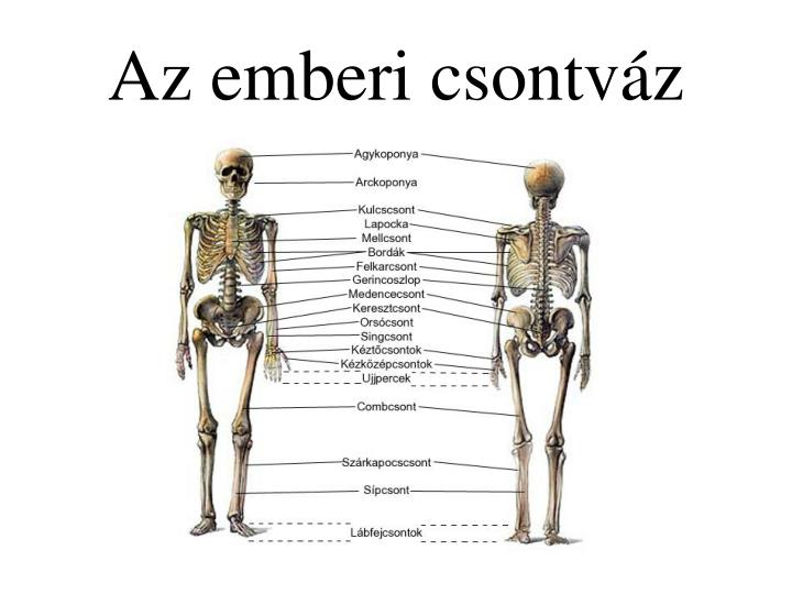 PPT - Csonttan, ízülettan PowerPoint Presentation - ID:6152906