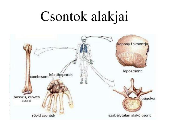 PPT - Csonttan, ízülettan PowerPoint Presentation - ID:6152906