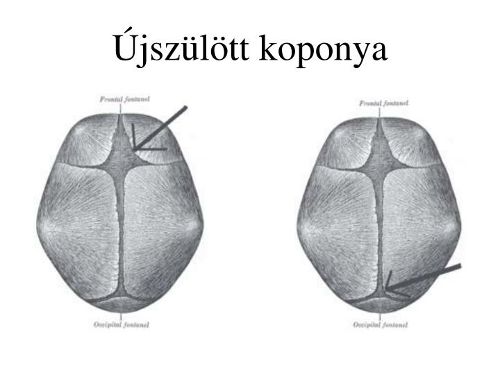 PPT - Csonttan, ízülettan PowerPoint Presentation - ID:6152906