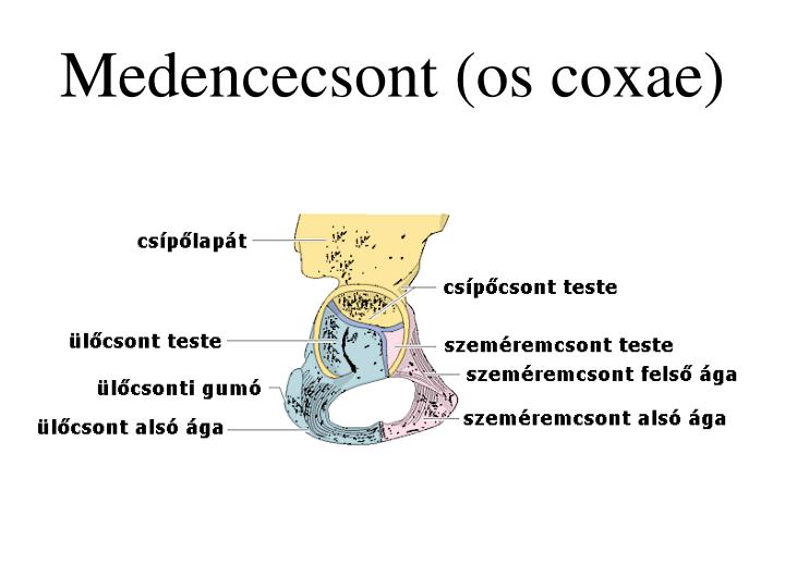 PPT - Csonttan, ízülettan PowerPoint Presentation - ID:6152906