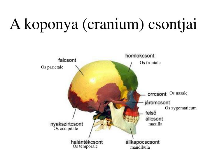 PPT - Csonttan, ízülettan PowerPoint Presentation - ID:6152906