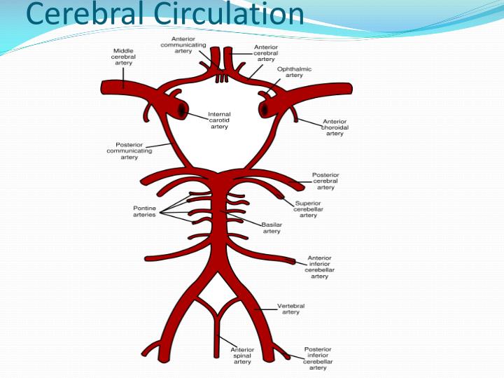 PPT - Cerebral circulation & CSF formation PowerPoint Presentation - ID ...