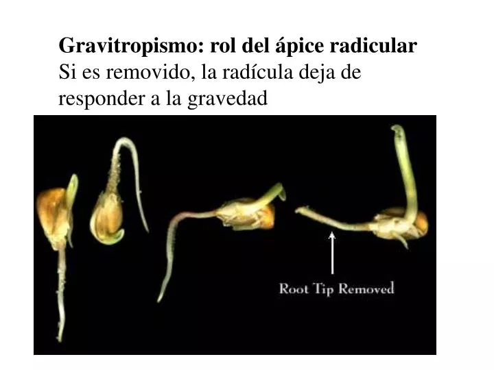 PPT - Gravitropismo: rol del ápice radicular Si es removido, la ...