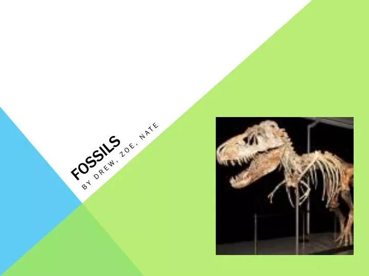 PPT - fossils PowerPoint Presentation, free download - ID:6158351